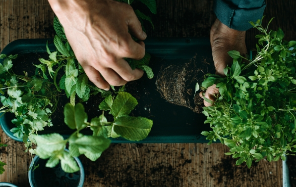 Wellness Guide: Starting a Garden